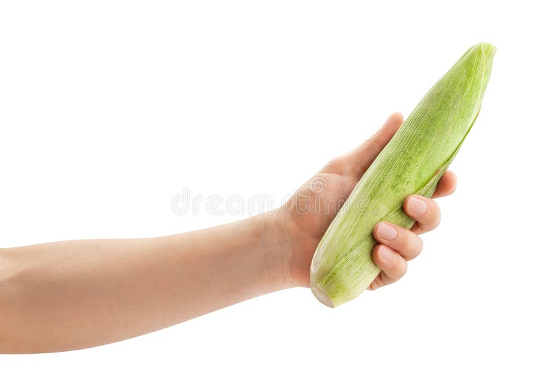 Corn in hand stock image. Image of fresh, produce, clipping - 211872861