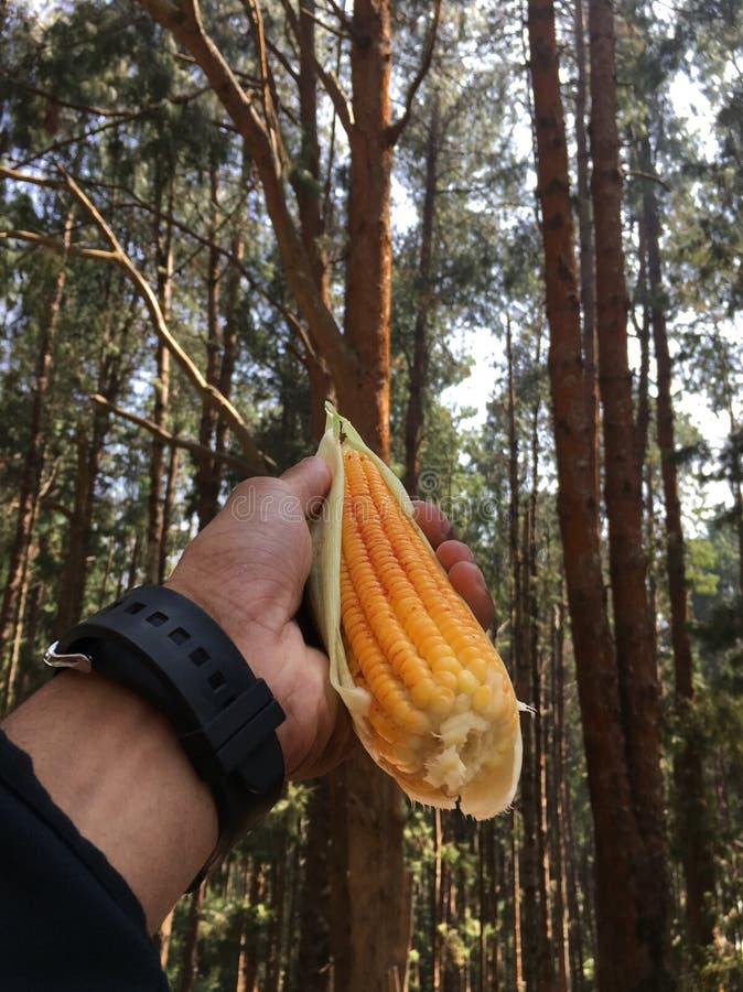 Corn love! stock photo. Image of orange, pine, hand - 108493084