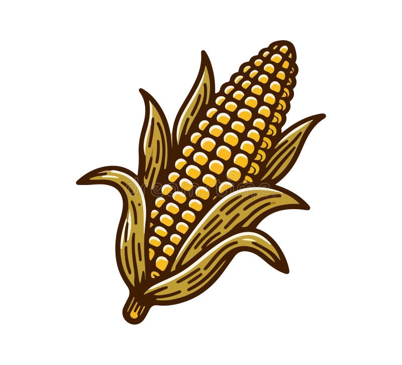 Corn Hand Drawn Vector Graphic Asset Vector Stock Vector - Illustration ...