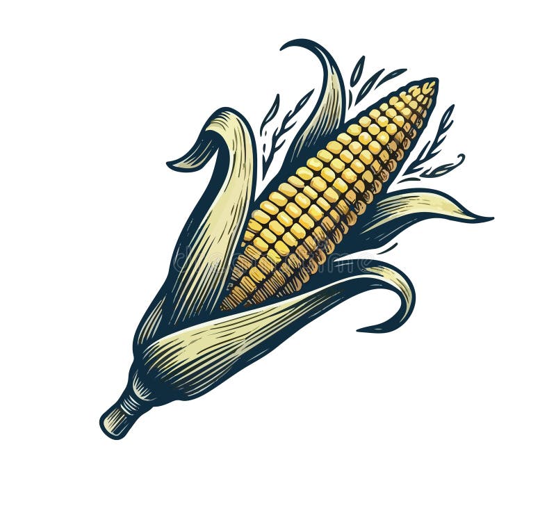 Corn Hand Drawn Vector Graphic Asset Vector Stock Vector - Illustration ...