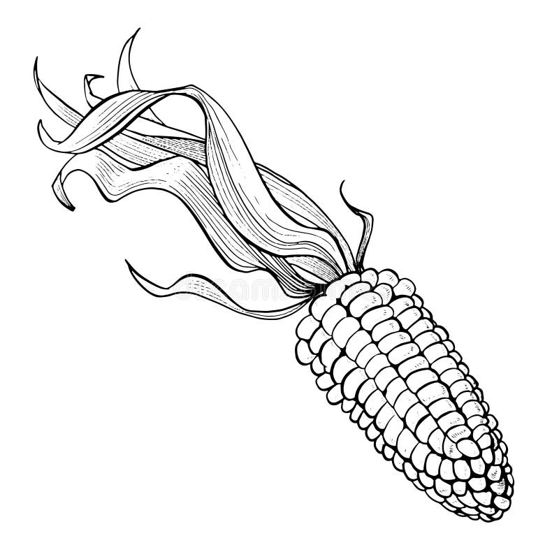 Corn Hand Drawn Vector Illustration Set. Isolated on White Engraved ...