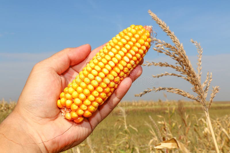Corn in hand stock photo. Image of plant, ripe, corn - 44781080