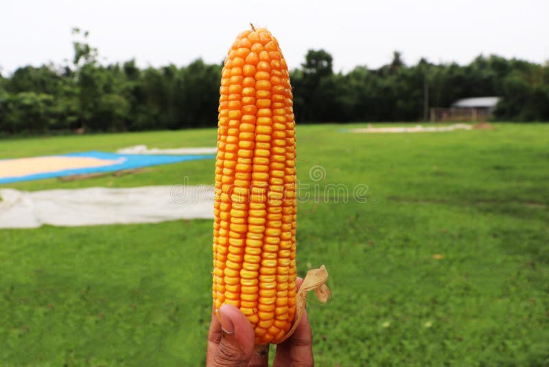Corn on Hand, Fresh Ripe Orange Yellow Corns Stock Photo - Image of ...