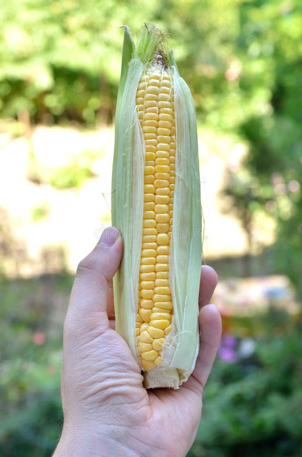 Corn stock photo. Image of popcorn, corn, fresh, detail - 33261936
