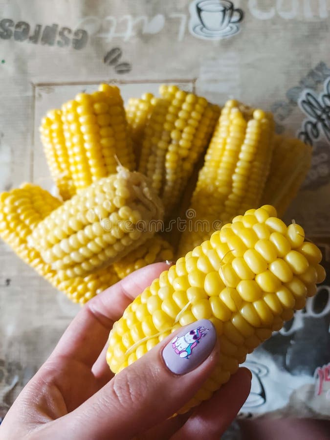 Corn in hand stock photo. Image of spring, sowing, corns - 13247148