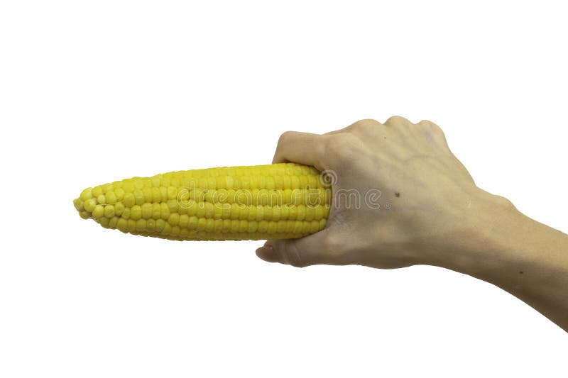 Corn in Hand Path Isolated on White Stock Image - Image of closeup ...