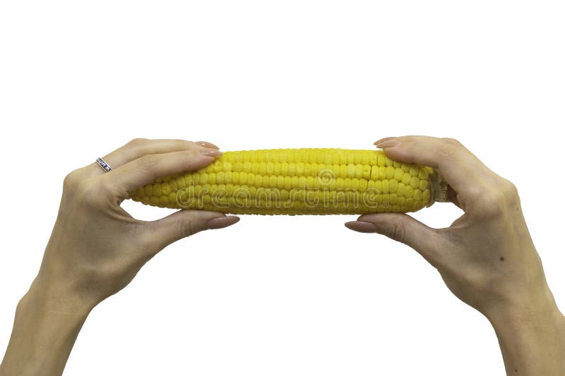 Corn in Hand Path Isolated on White Stock Photo - Image of corn ...