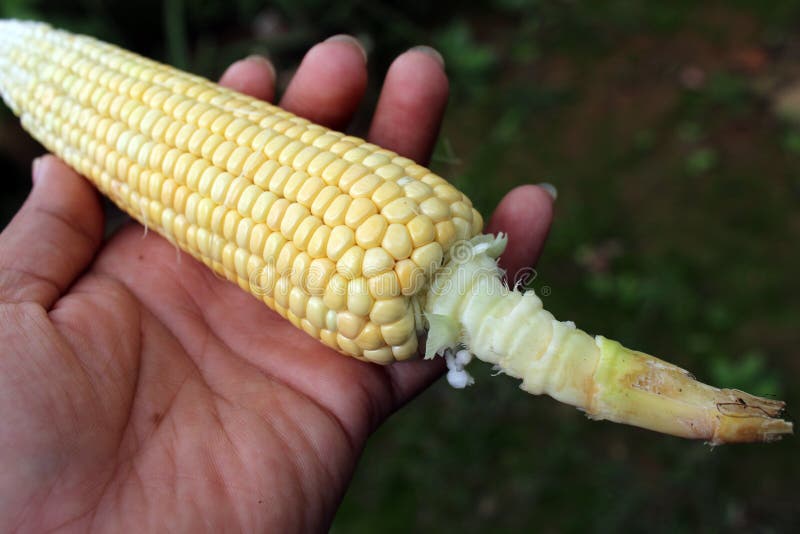 Corn in Hand with it`s Handle Stock Image - Image of corns, unriped ...
