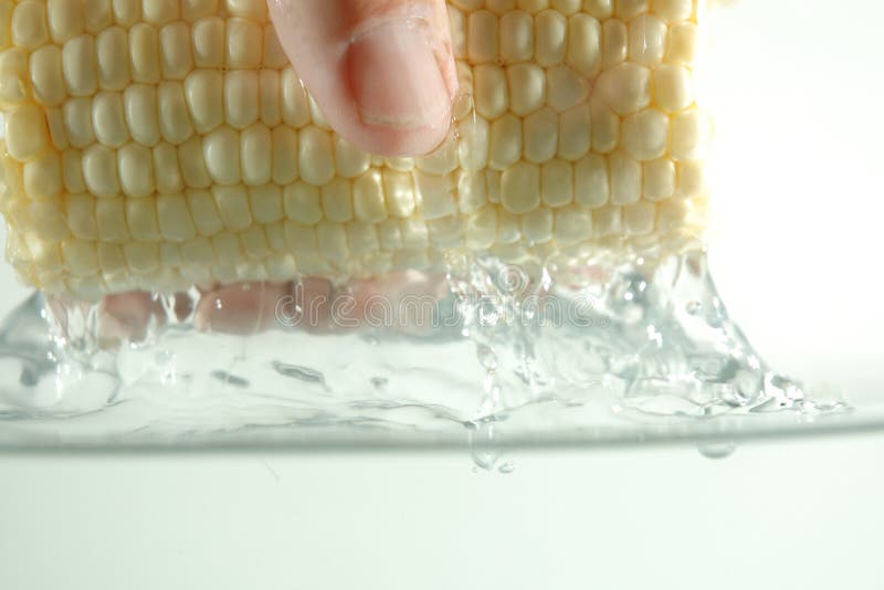 Corn and hand in water stock image. Image of cooking, kernel - 236535