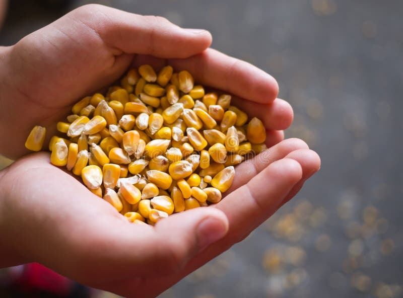 Corn in hands stock image. Image of animal, corn, kernel - 21039671