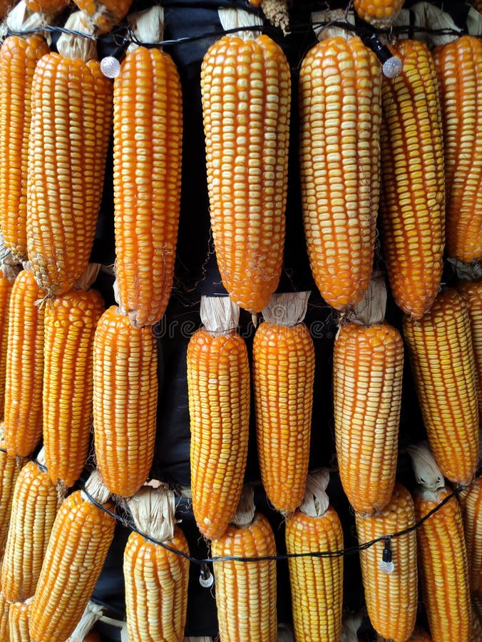 Corn Handy craft stock image. Image of cuisine, vegetable - 270994923
