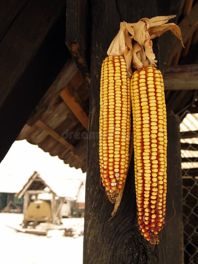 Corn hanging on the barn stock image. Image of food, kernel - 3478939