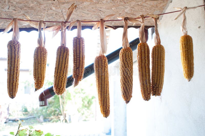 Corn hanging stock image. Image of dried, natural, hanging - 40564613