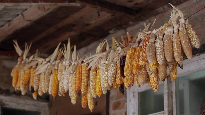 Corn Hanging Under the Roof, Stock Video - Video of botany, natural ...