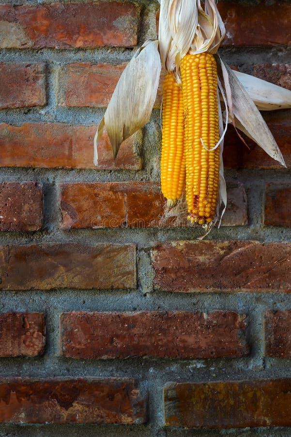 Corn hanging stock photo. Image of space, decorative - 37770240
