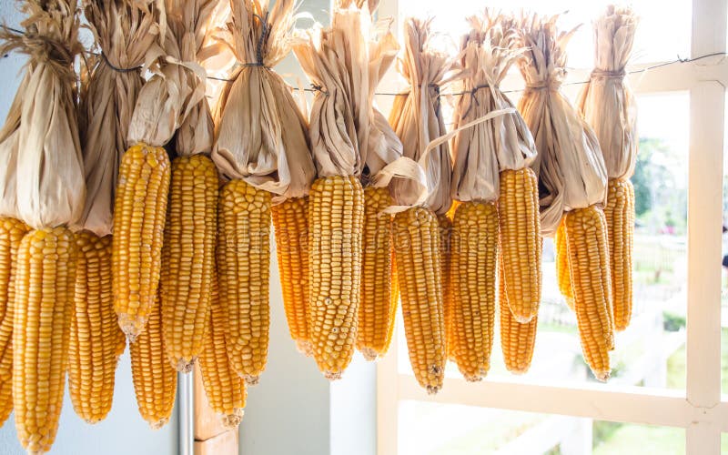 Corn stock image. Image of hanging, agriculture, nutrition - 43261429
