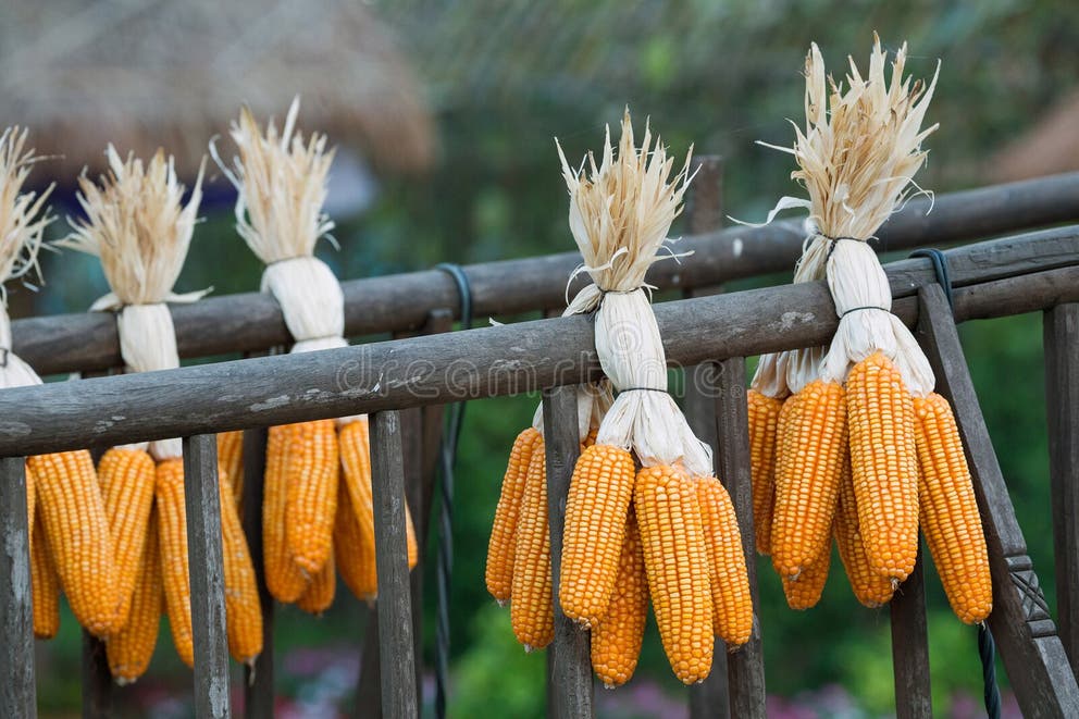 Corn hanging on wooden. stock photo. Image of grain - 295774124