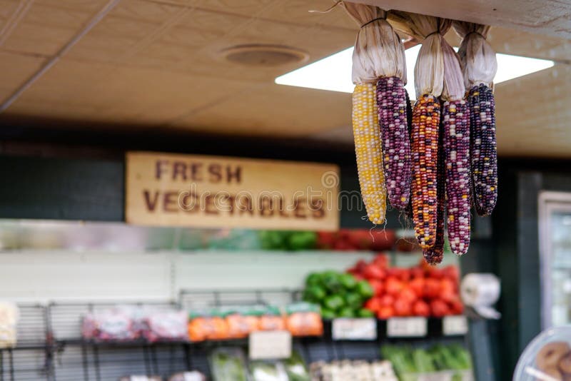 Colorful Corn Hanging To Dry from Ceiling Stock Photo - Image of ...