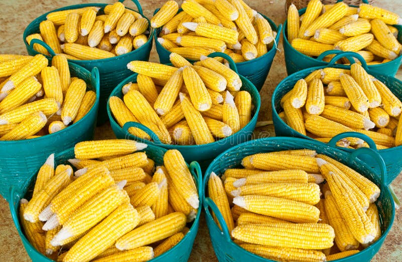 Grape harvest stock photo. Image of countryside, agriculture - 26895022
