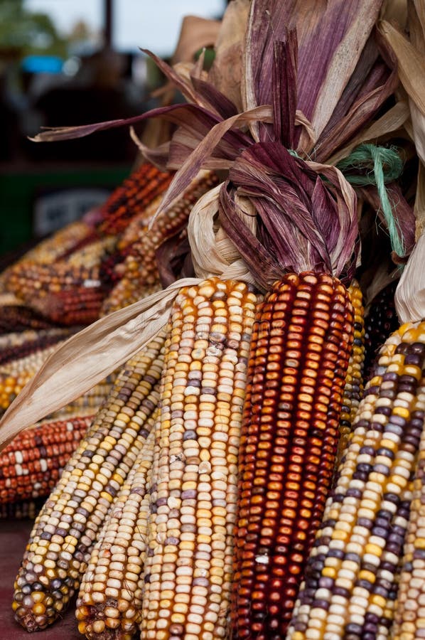 Bushel of corn stock image. Image of farmers, produce - 10518727