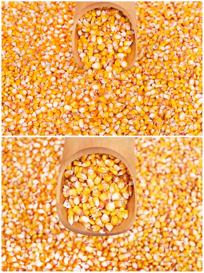 Corn harvest stock image. Image of showing, harvested - 29561779