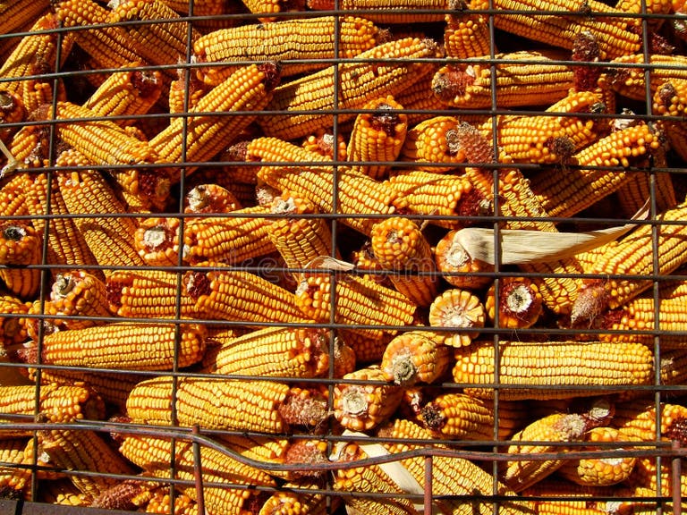 Corn Harvest stock image. Image of ready, cage, waiting - 38965