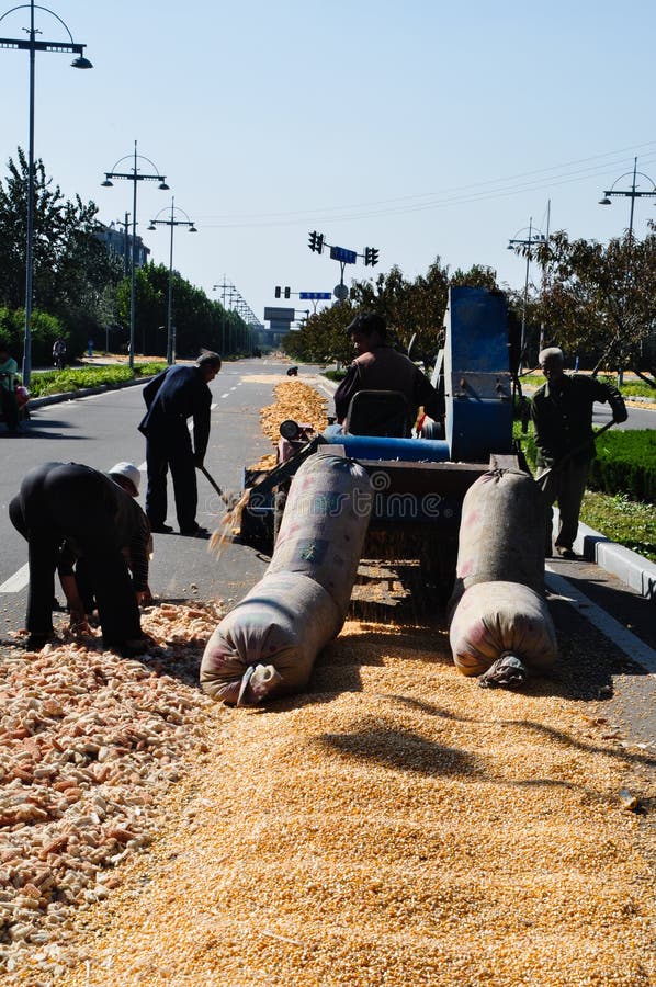Corn harvest in China editorial photography. Image of organic - 21326097