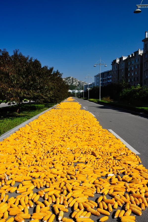 Corn harvest in China editorial stock photo. Image of growth - 21326103