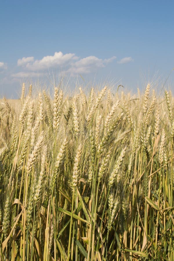 Corn for the Harvest - Detail Stock Image - Image of agriculture, corn ...
