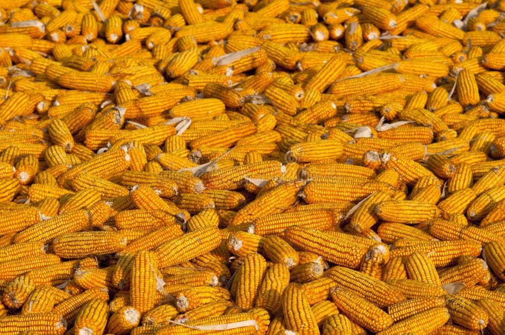 Corn stock photo. Image of millet, seed, agriculture - 34185014