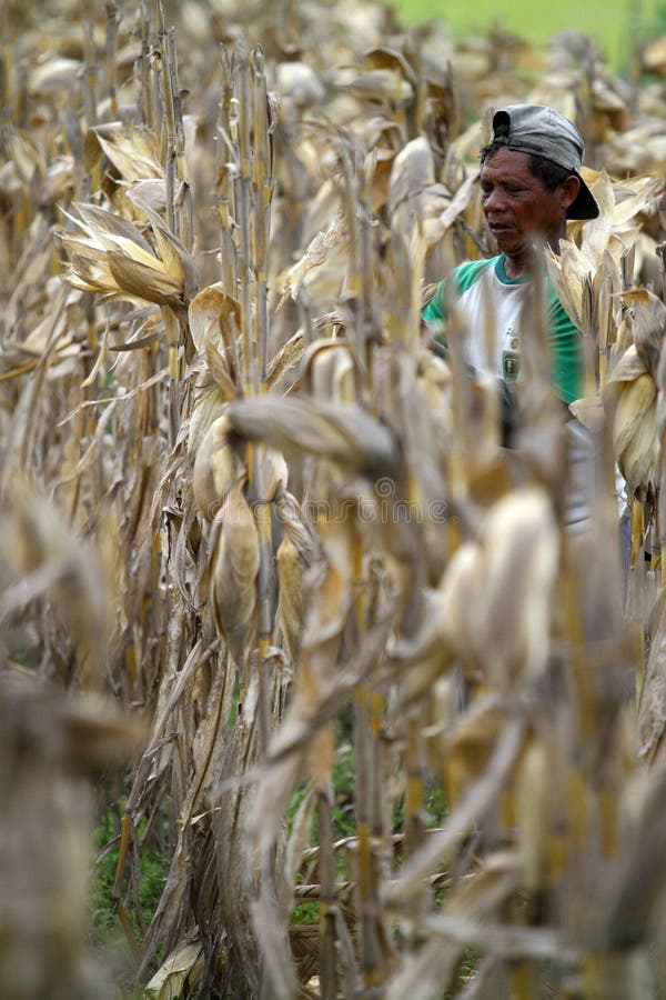 Corn harvest editorial stock image. Image of plant, farmer - 32536209