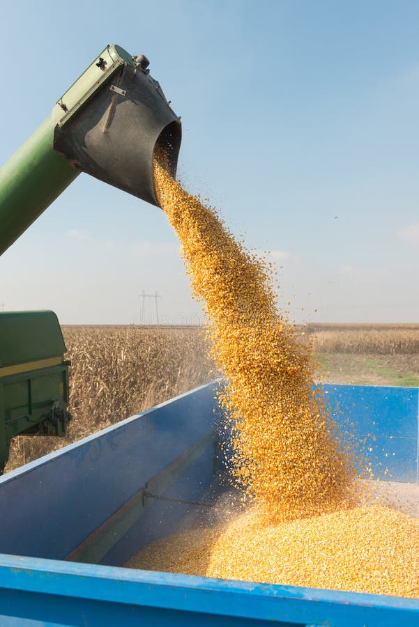 Harvest time stock photo. Image of agriculture, food, farming - 2932116