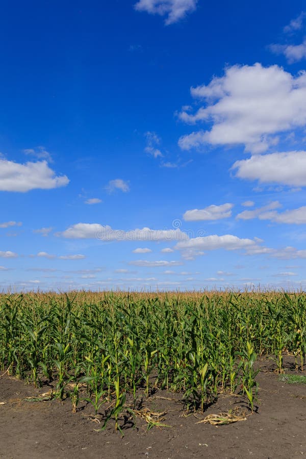 Corn Harvest in the Field, Blue Sky Stock Image - Image of grain ...
