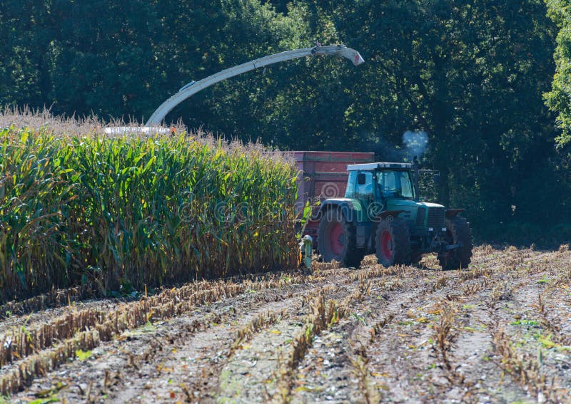 Corn Harvest, Corn Forage Harvester in Action, Harvest Truck with ...