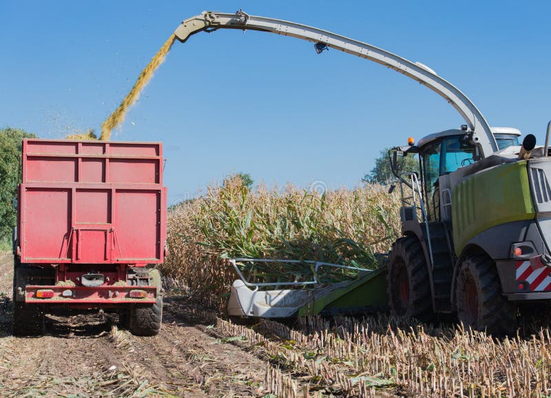 Corn Harvest, Corn Forage Harvester in Action, Harvest Truck with ...
