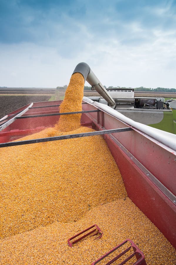Corn harvest stock photo. Image of picking, scene, gold - 48561048