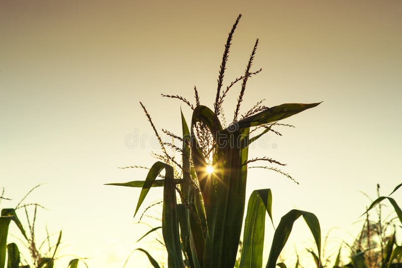 Corn Harvest in Indiana stock photo. Image of fall, corn - 78043672