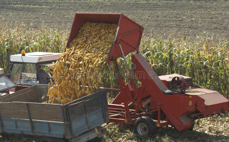 Corn pouring into bin stock image. Image of farming, ethanol - 5695223