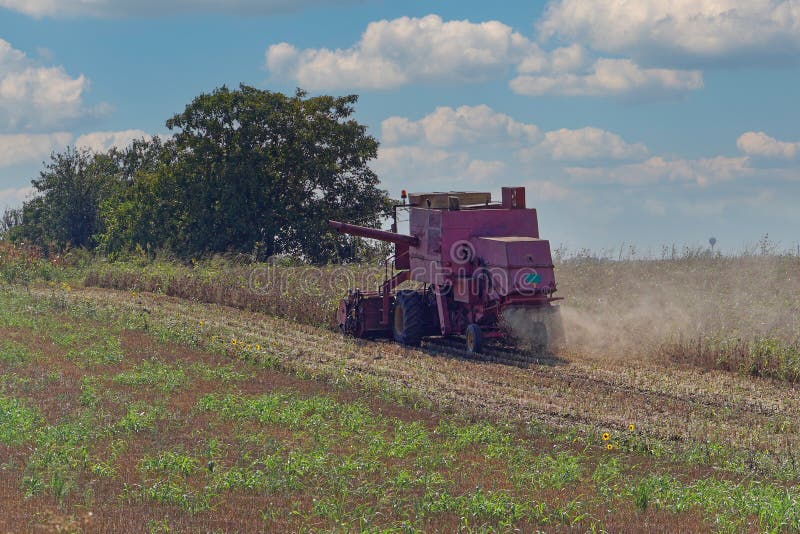 Corn harvester crops stock image. Image of farm, yellow - 243729555