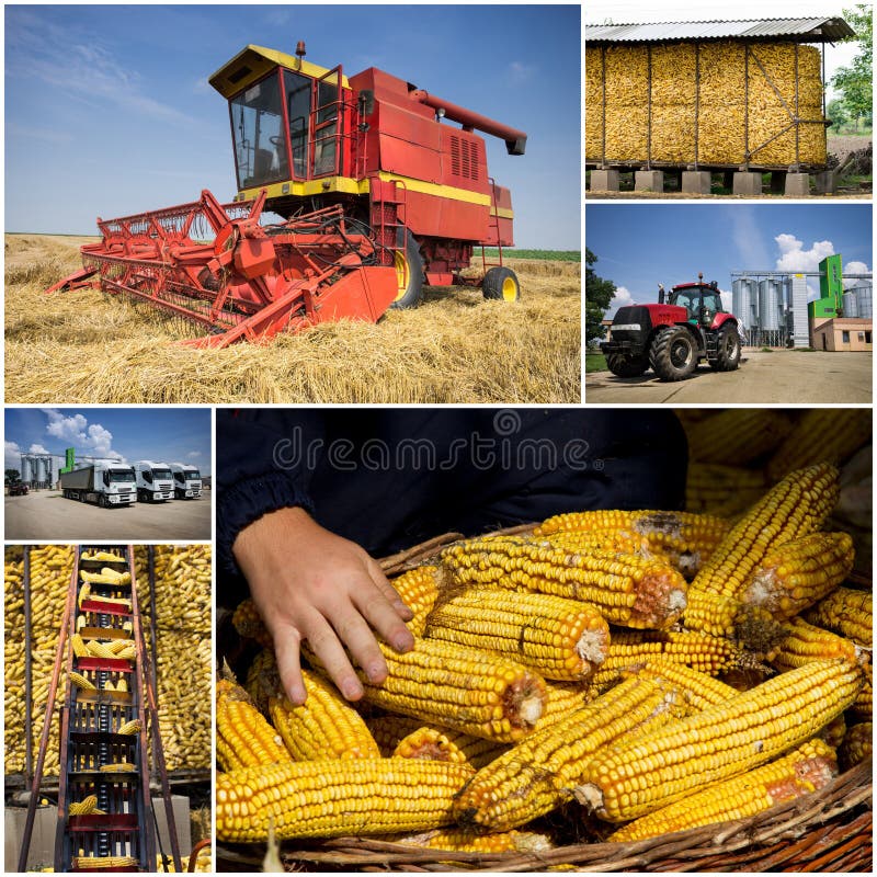 Corn harvesting stock image. Image of country, kernel - 36066745
