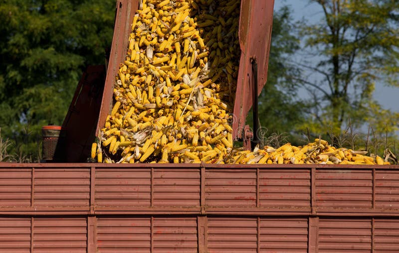 Corn harvesting stock image. Image of farm, crop, harvest - 45050965