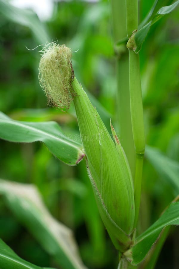 Corn has grown on the tree stock image. Image of corn - 333060527