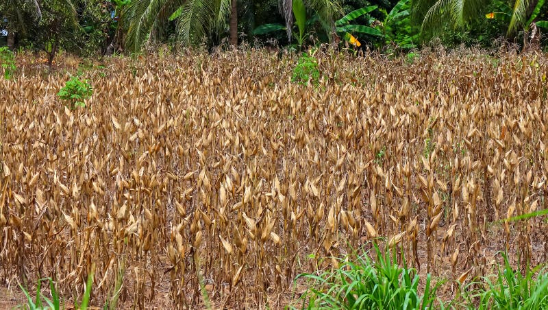 Corn Crops are Managed by Farmer Groups for Distribution To Sales ...