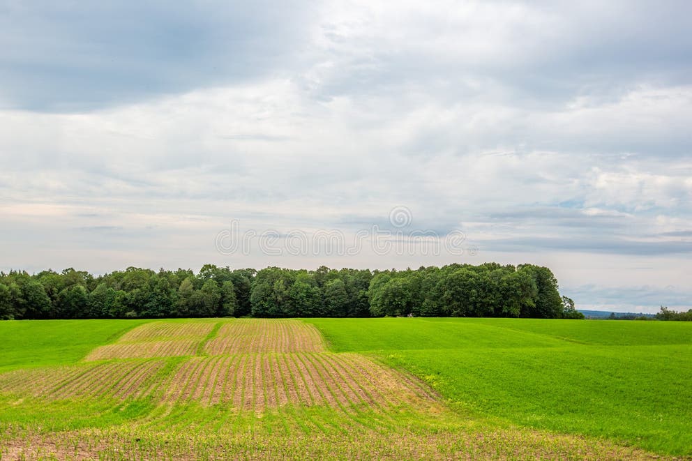 Corn and Hay Alternating in Rows for the Practice of Strip Cropping in ...