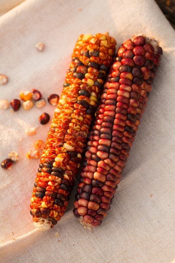 Corn Head in the Evening Sun Stock Photo - Image of healthy, nature ...