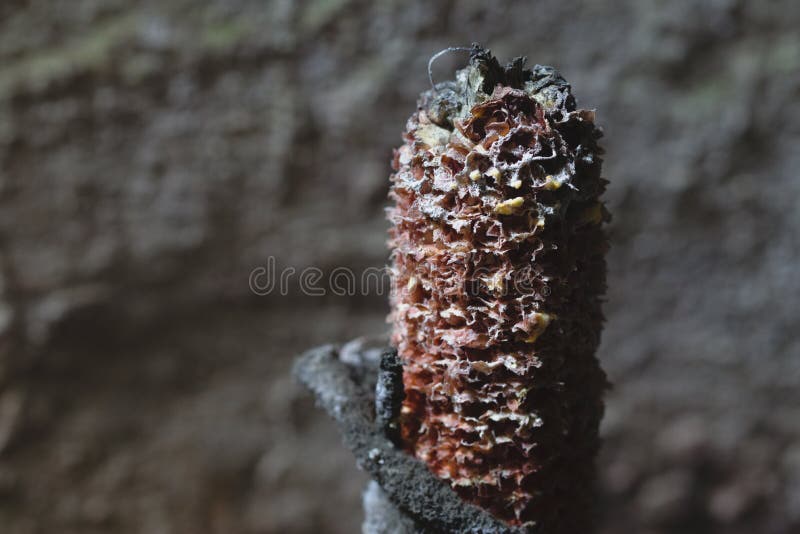 Old Empty Corn Cob with Removed Kernels Stock Image - Image of ...