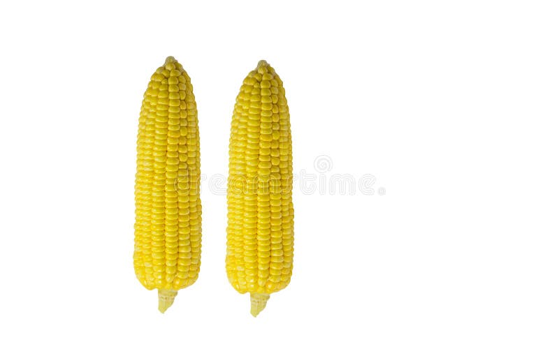 Corn stock photo. Image of grain, organic, four, leaf - 83174248