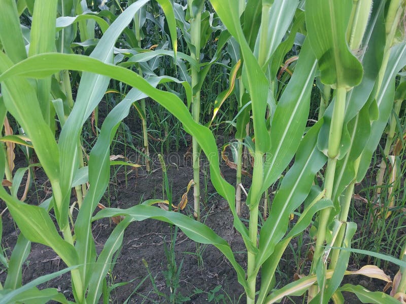 Corn heads on the field stock photo. Image of green - 285791418