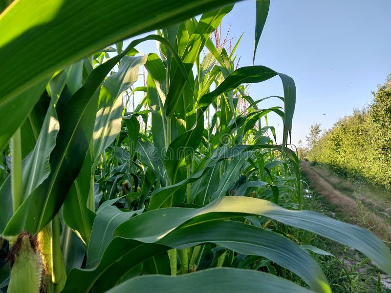 Corn heads on the field stock photo. Image of healthy - 285791448