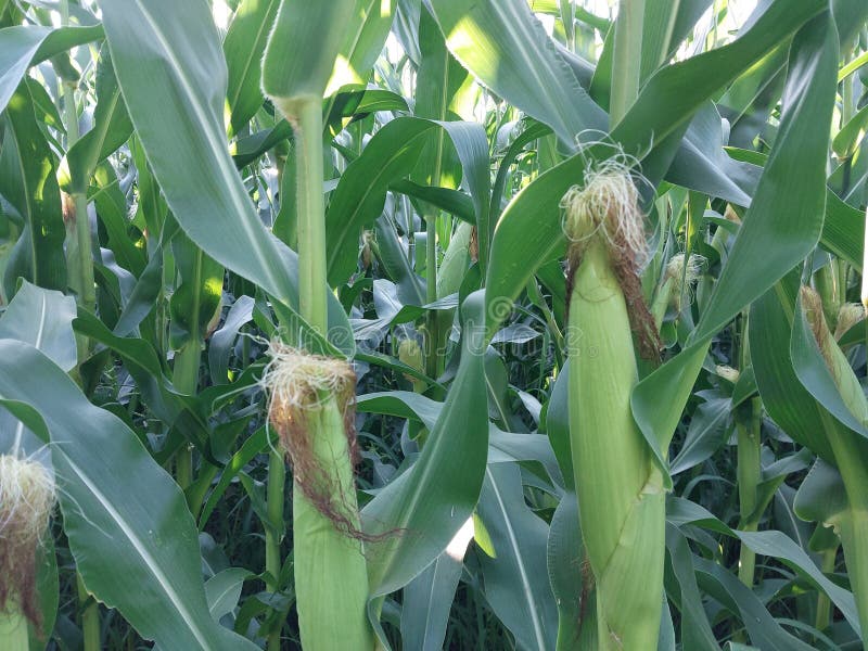 Corn heads on the field stock image. Image of outdoor - 285791455